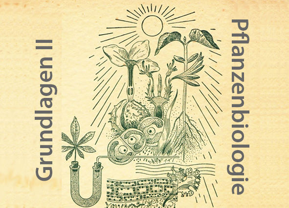 (VO) Vorlesung Grundlagen der Biologie: Teil Pflanzenbiologie | RWTHmoodle